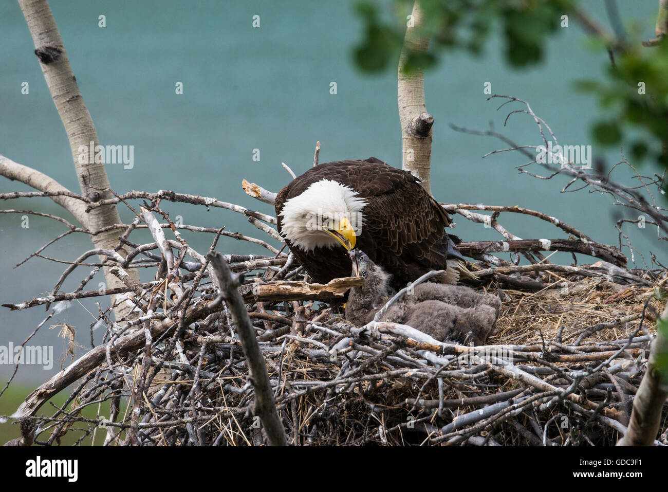 Bald eagle young bird hi-res stock photography and images - Alamy