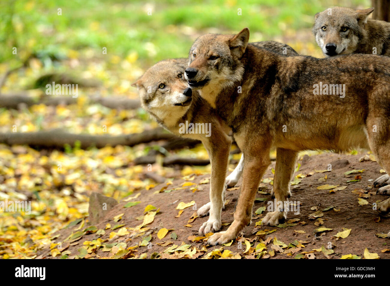 Wolves in summer Stock Photo - Alamy