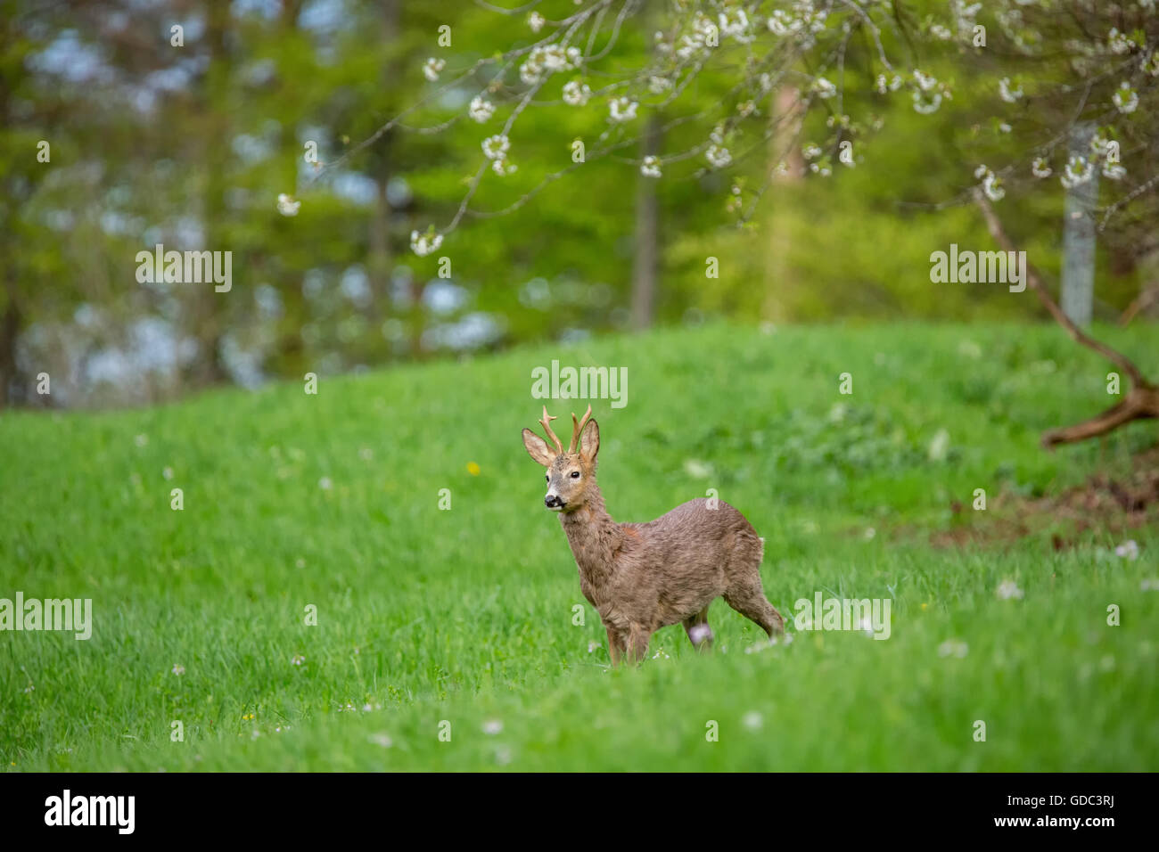 Roebuck capreolus capreolus hi-res stock photography and images - Alamy