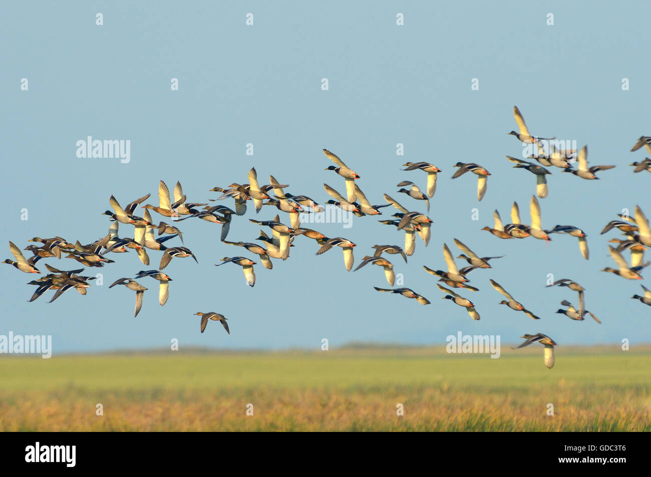 Wild mallards hi-res stock photography and images - Alamy