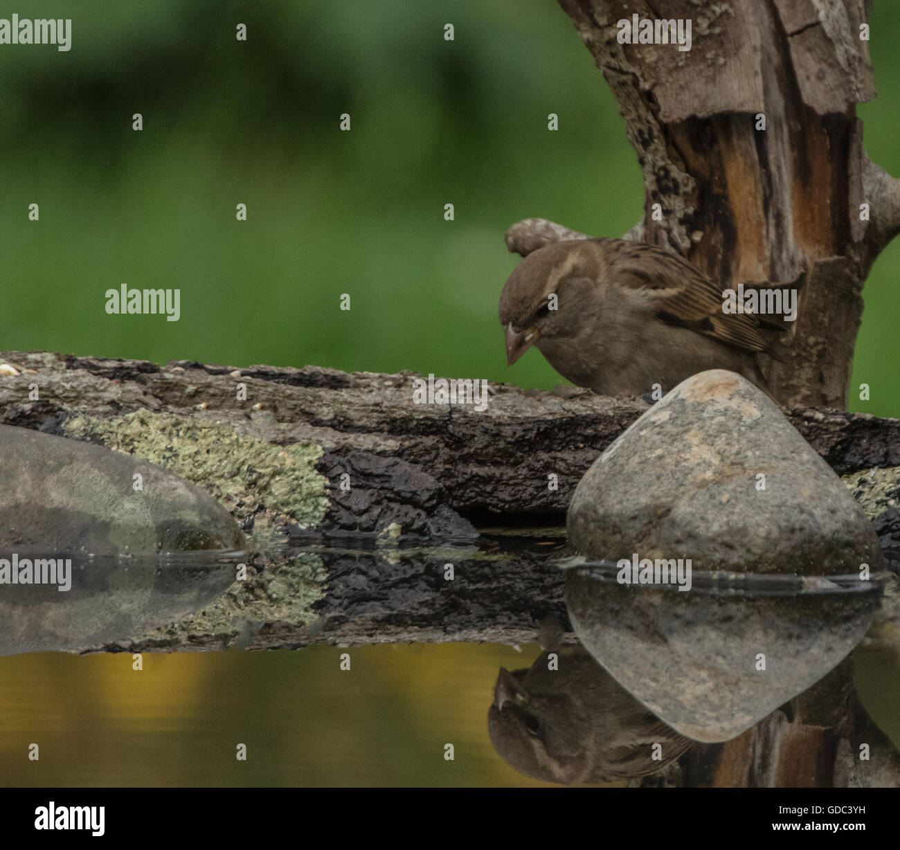 Female House Sparrow Reflection Stock Photo - Alamy