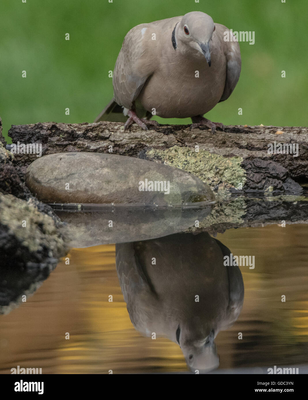 Reflection of a Collar Dove Stock Photo - Alamy