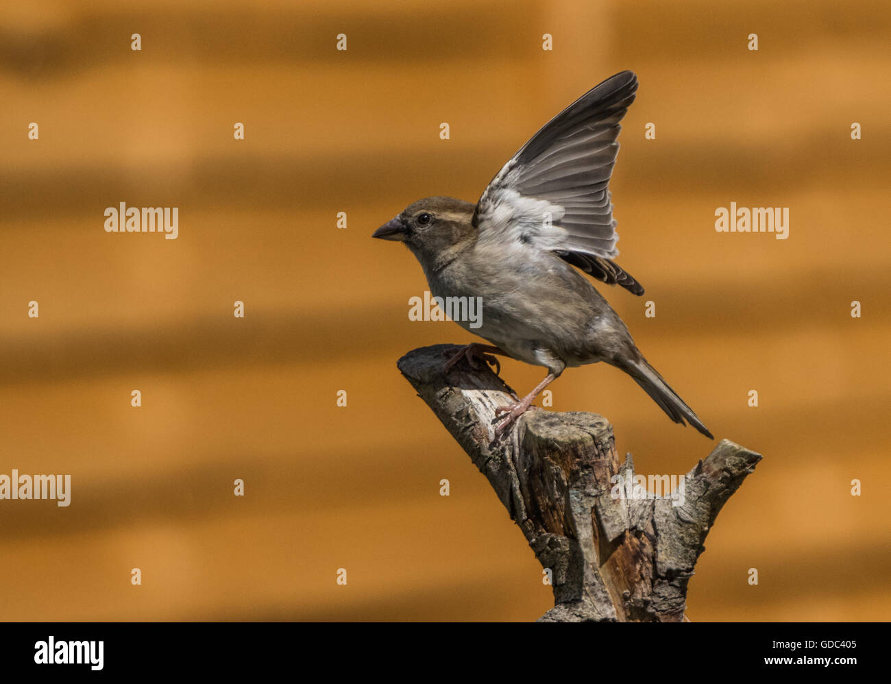 Female House Sparrow Taking Off from Branch Stock Photo - Alamy