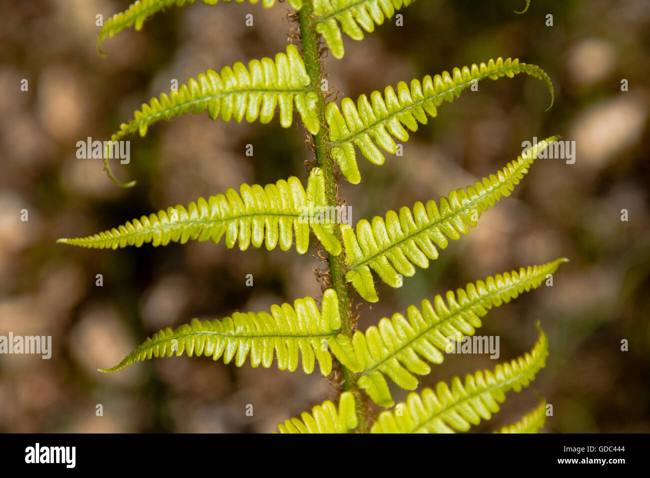 Bracken hi-res stock photography and images - Alamy
