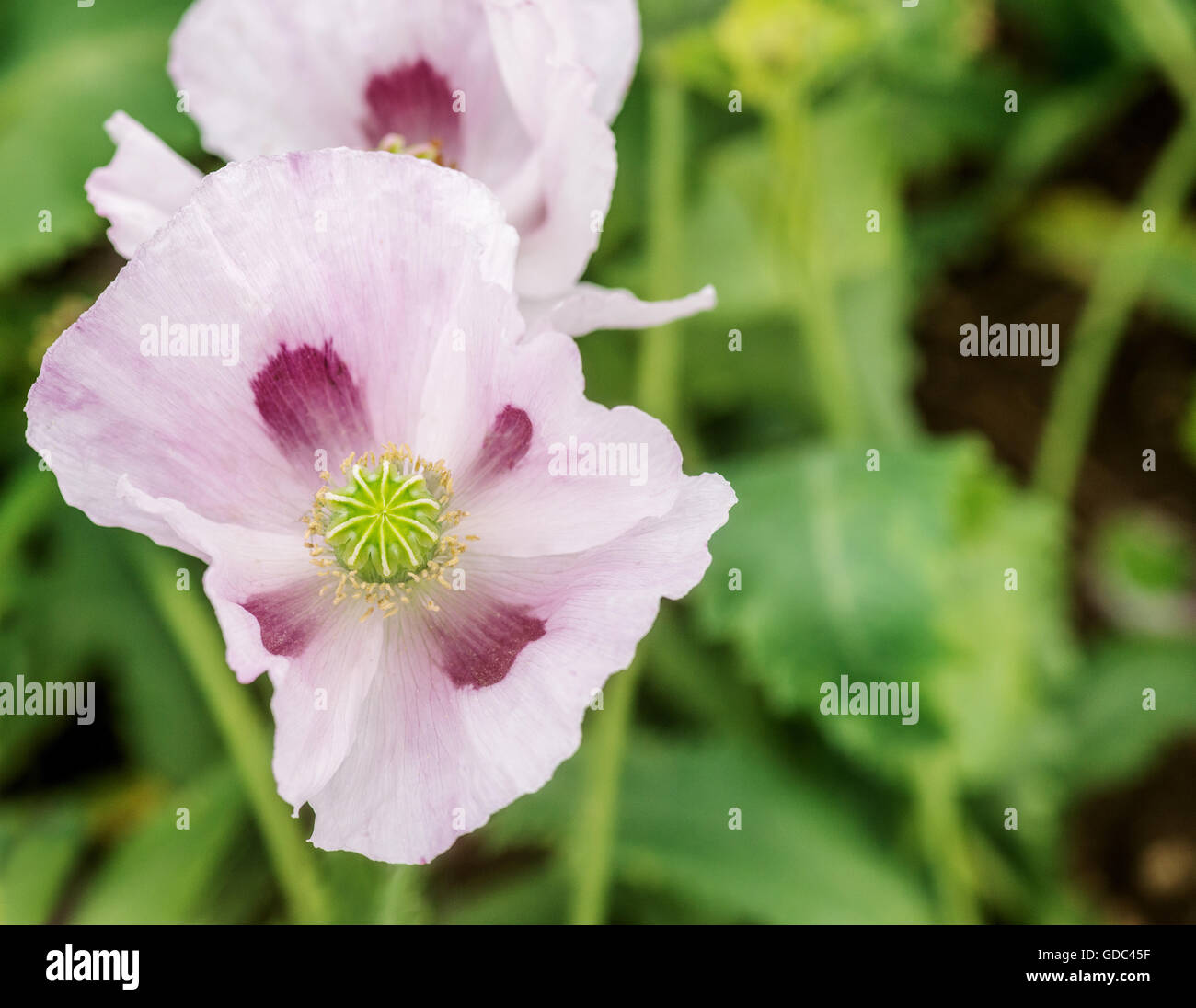 Overhead shot of Pink Opium poppies in full flower, taken with a ...