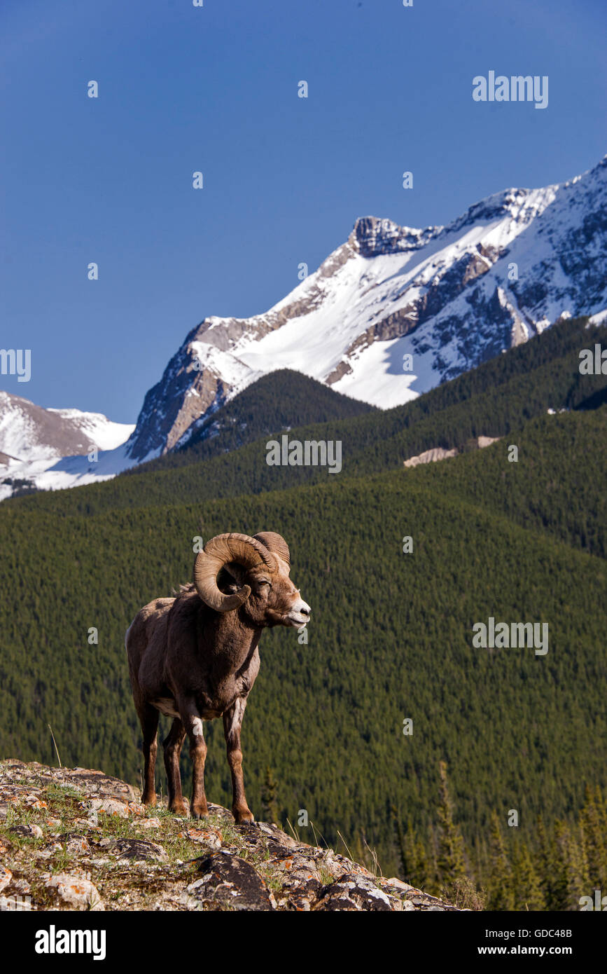 Ovis canadensis horns hi-res stock photography and images - Alamy