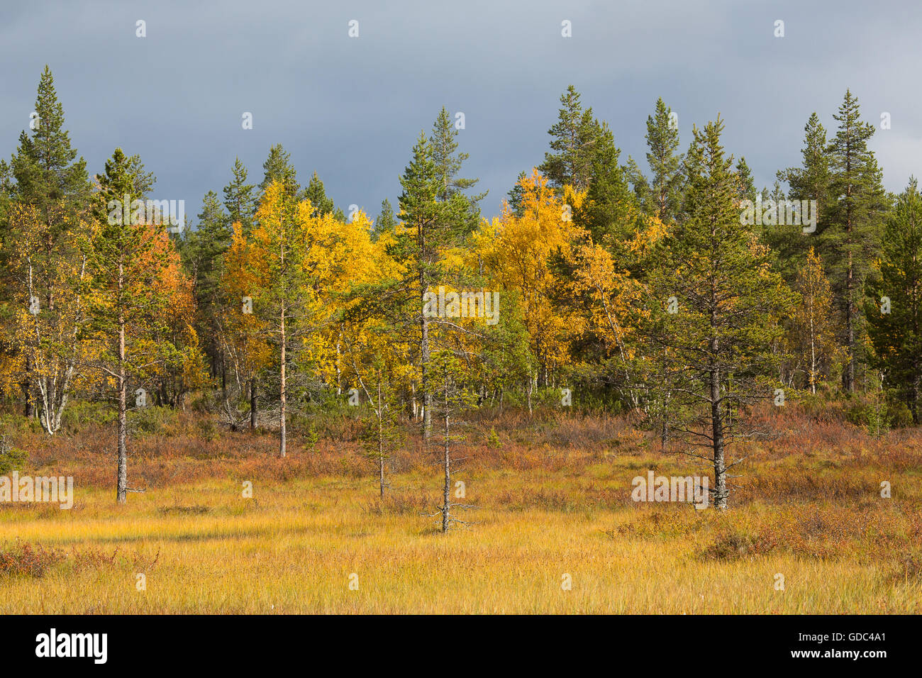 Trees,Europe,Finland,autumn,autumn colors,scenery,landscape,Lapland ...