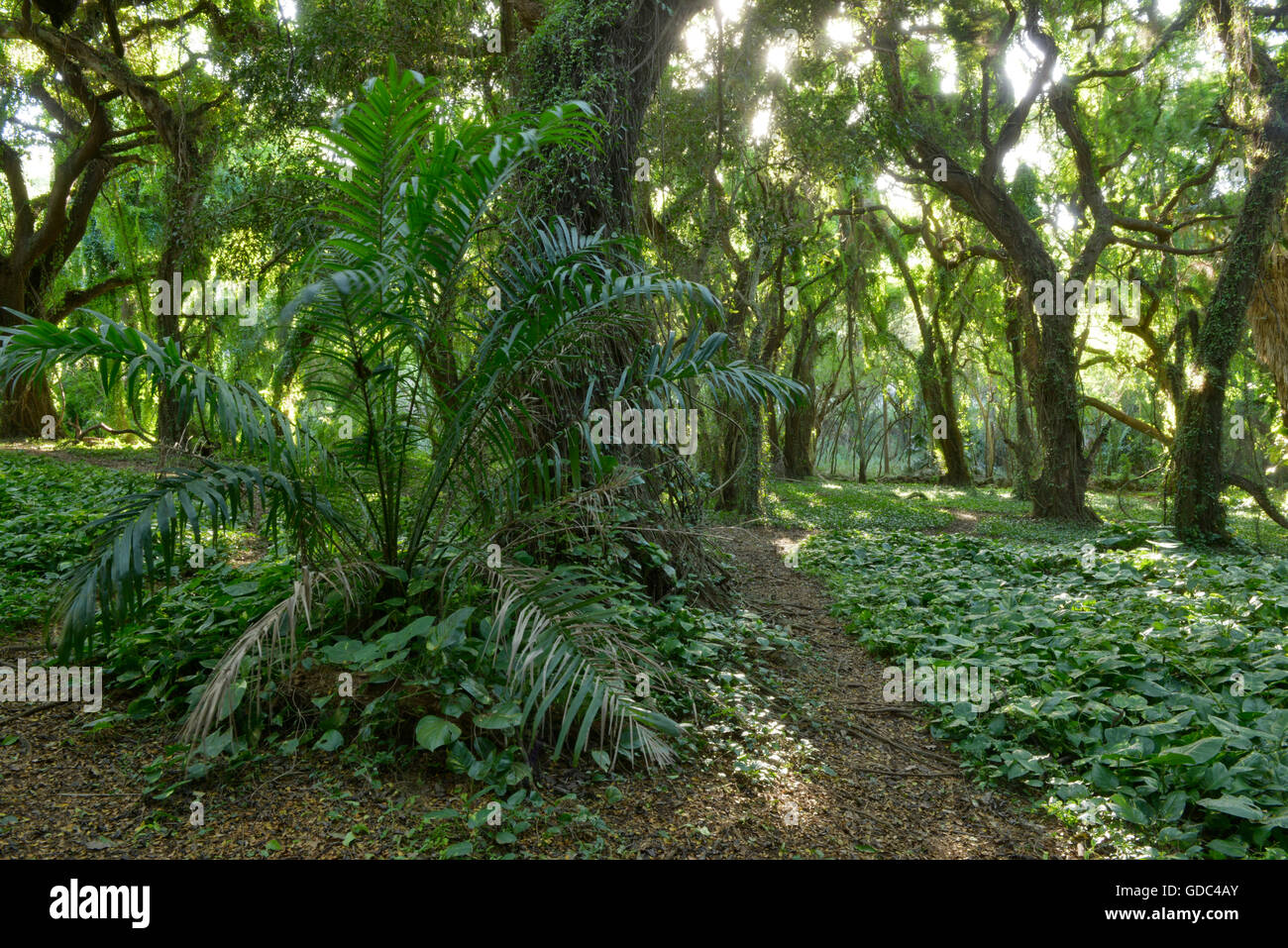 USA,Vereinigte Staaten,Amerika,Hawaii,Maui,Kaanapali,forest near ...