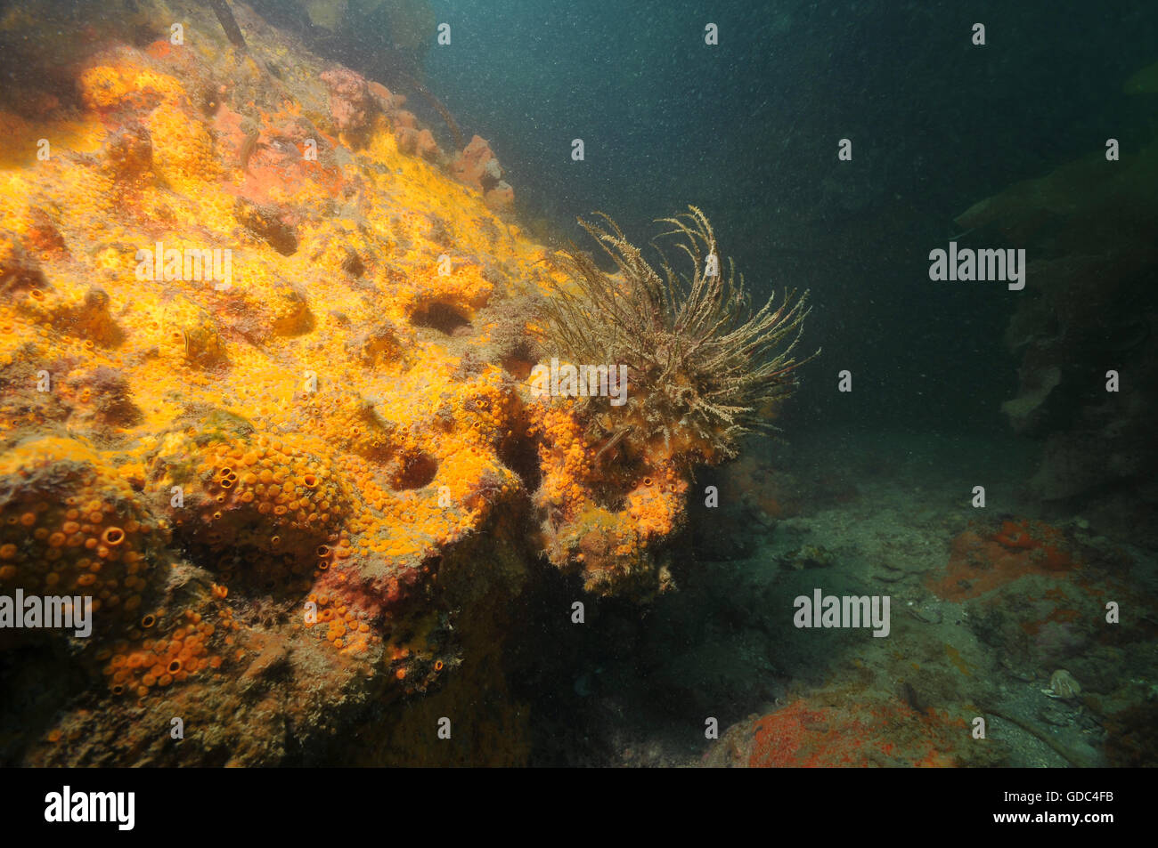 Boring sponge hi-res stock photography and images - Alamy