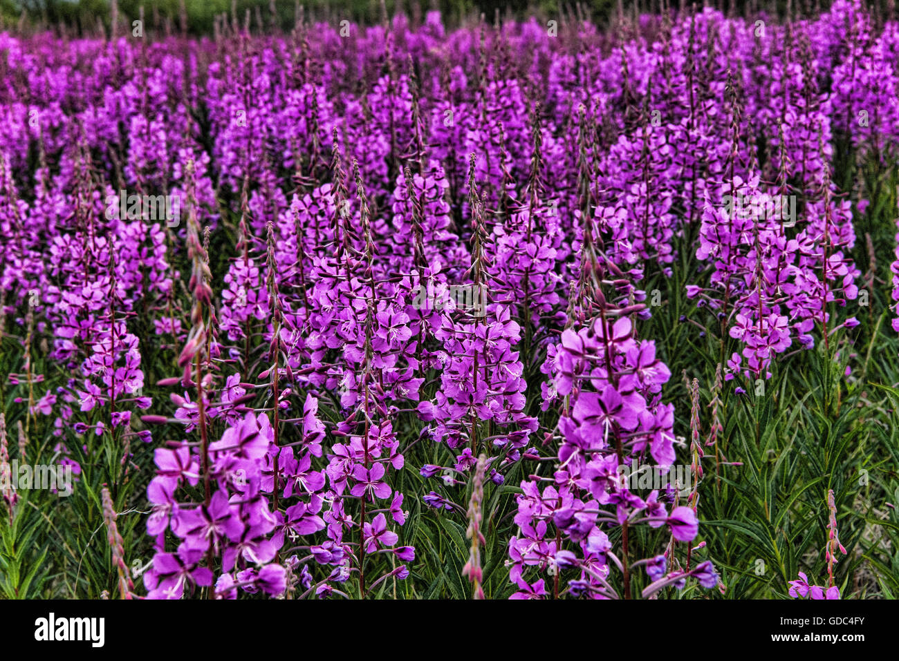 Epilobium angustifolium hi-res stock photography and images - Alamy