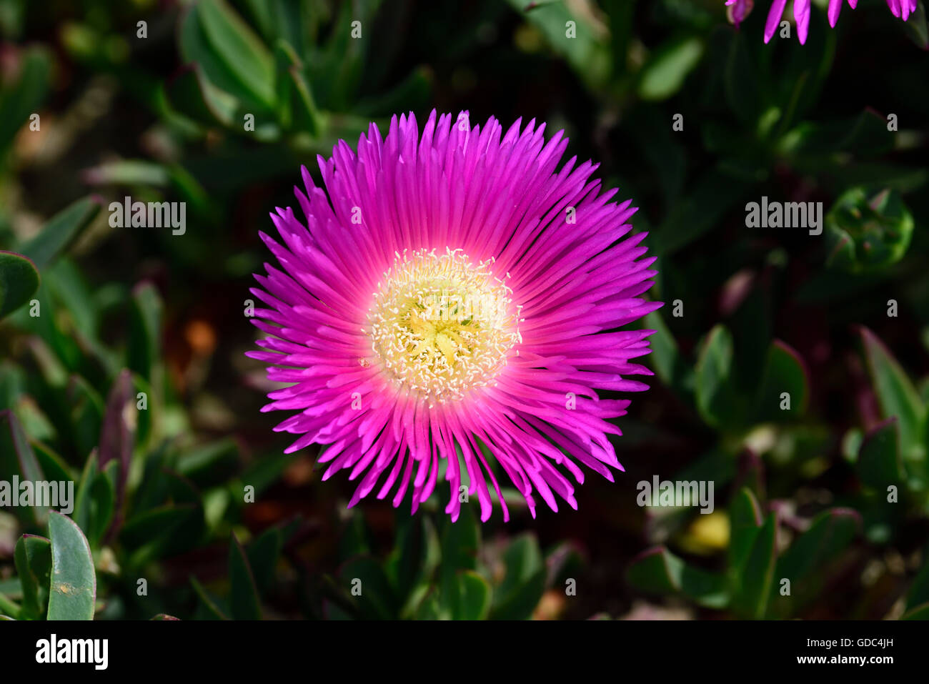 Carpobrotus edulis hi-res stock photography and images - Alamy