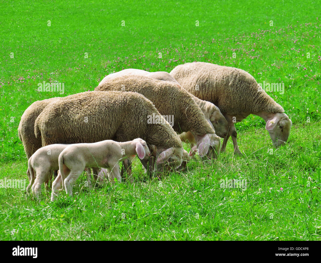 Knobs hi-res stock photography and images - Alamy
