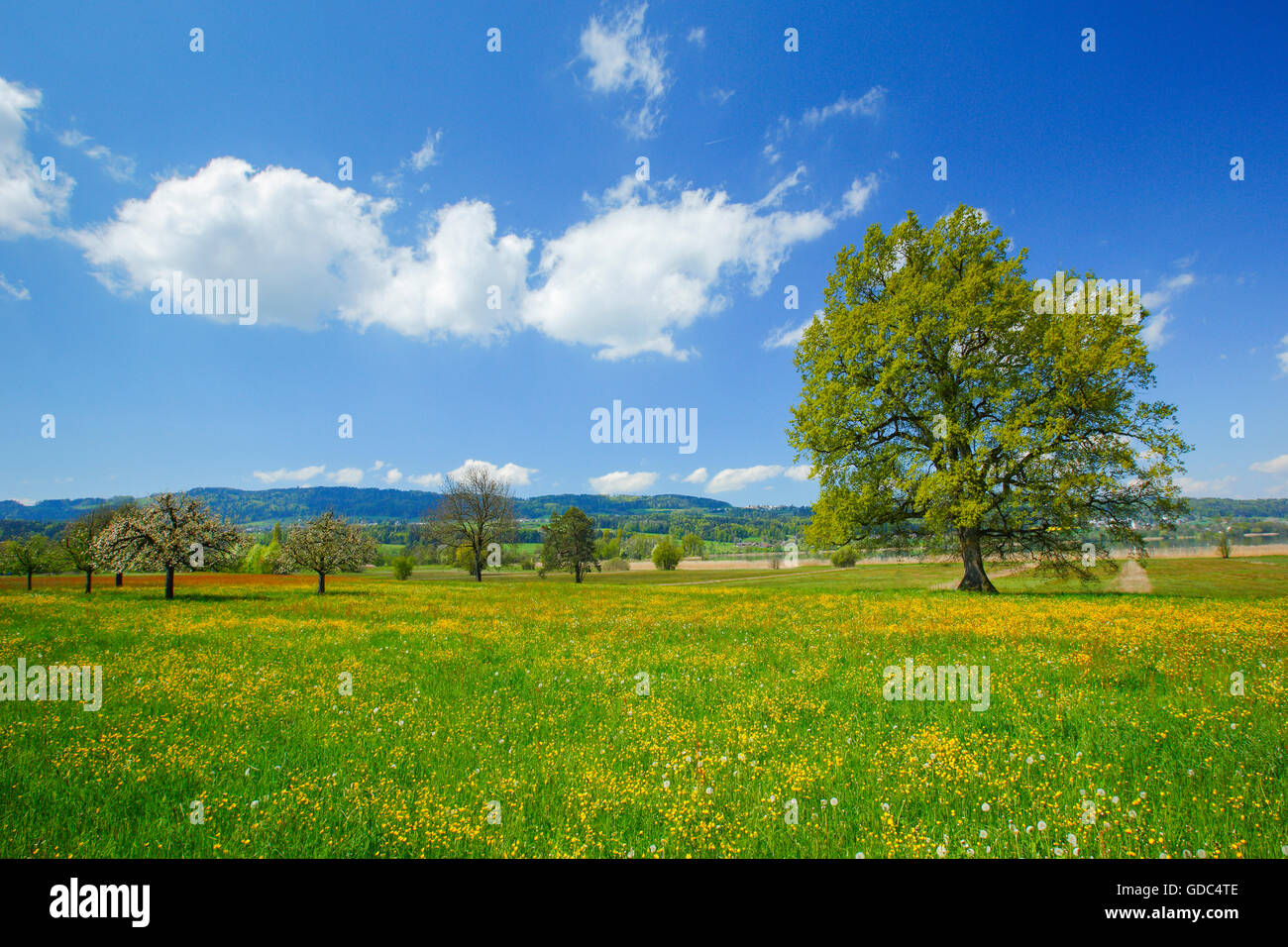 Oak tree switzerland hi-res stock photography and images - Alamy