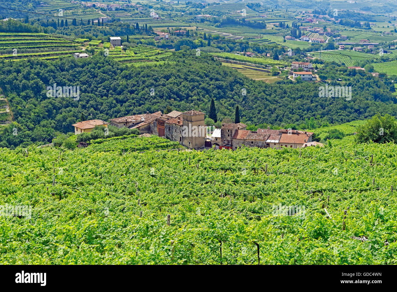 Scenery with vineyard hi-res stock photography and images - Alamy