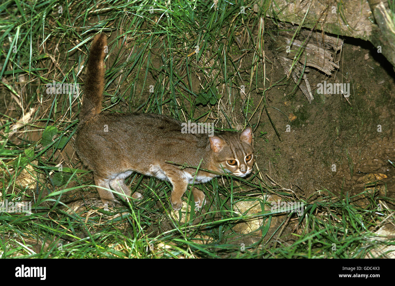 Rusty-Spotted Cat, prionailurus rubiginosus, Adult Stock Photo - Alamy