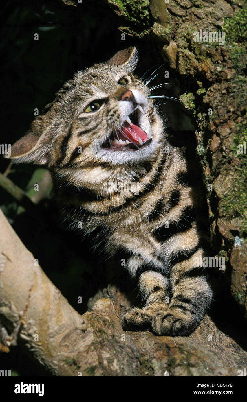 Black cat hissing hi-res stock photography and images - Alamy