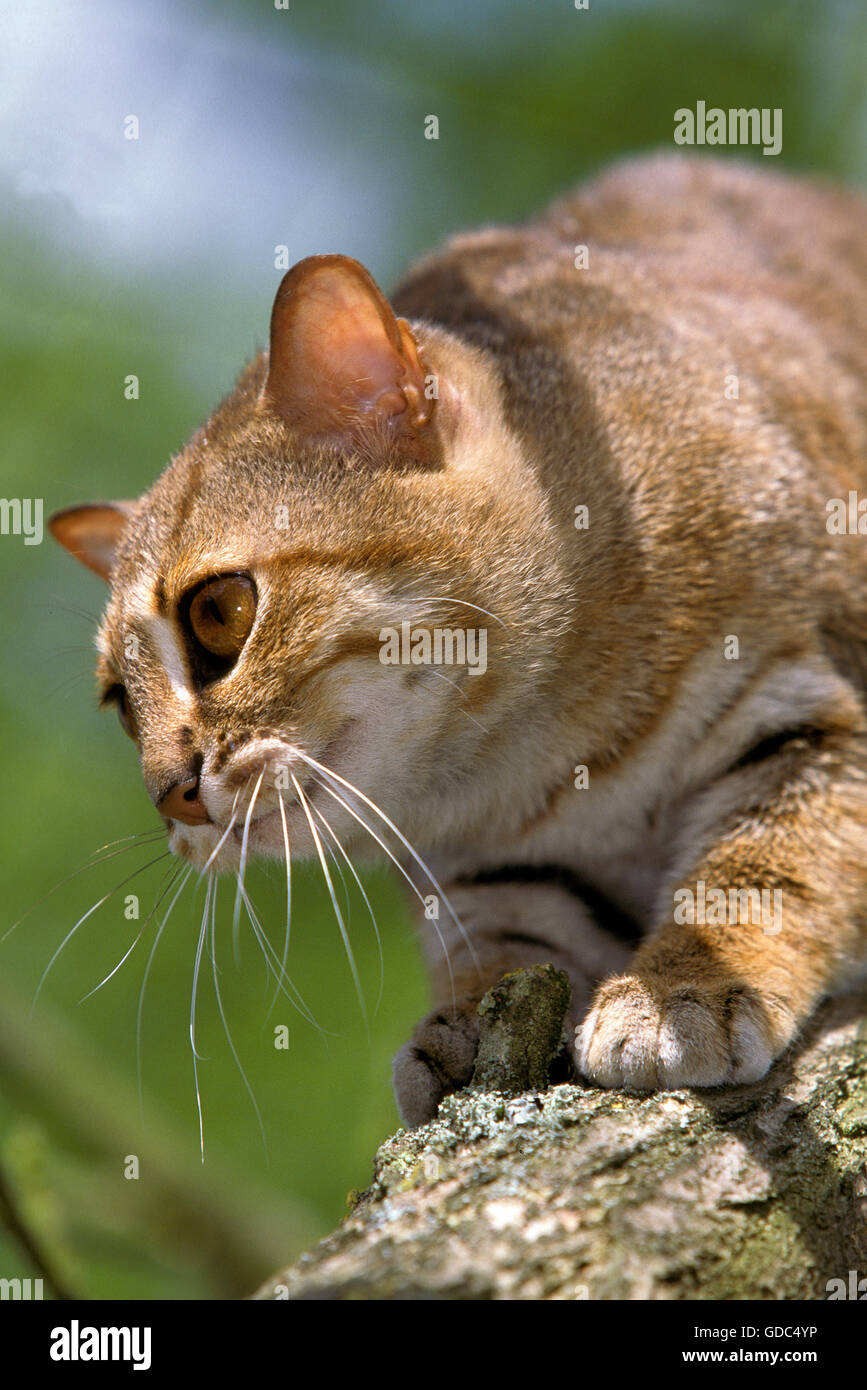 Rusty-Spotted Cat, prionailurus rubiginosus, Adult on Branch Stock ...