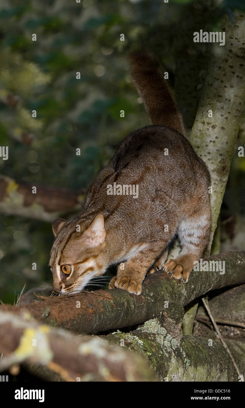 RUSTY-SPOTTED CAT prionailurus rubiginosus Stock Photo - Alamy