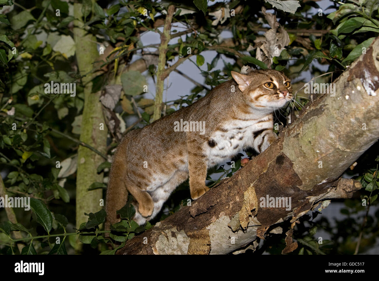 Rusty Spotted Cat Stock Photos & Rusty Spotted Cat Stock Images - Alamy