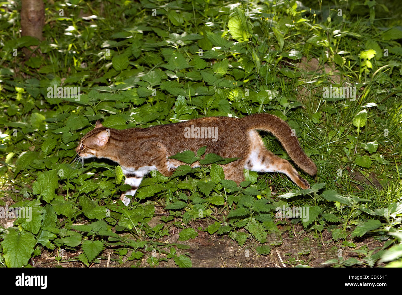 Rusty-Spotted Cat, prionailurus rubiginosus Stock Photo - Alamy