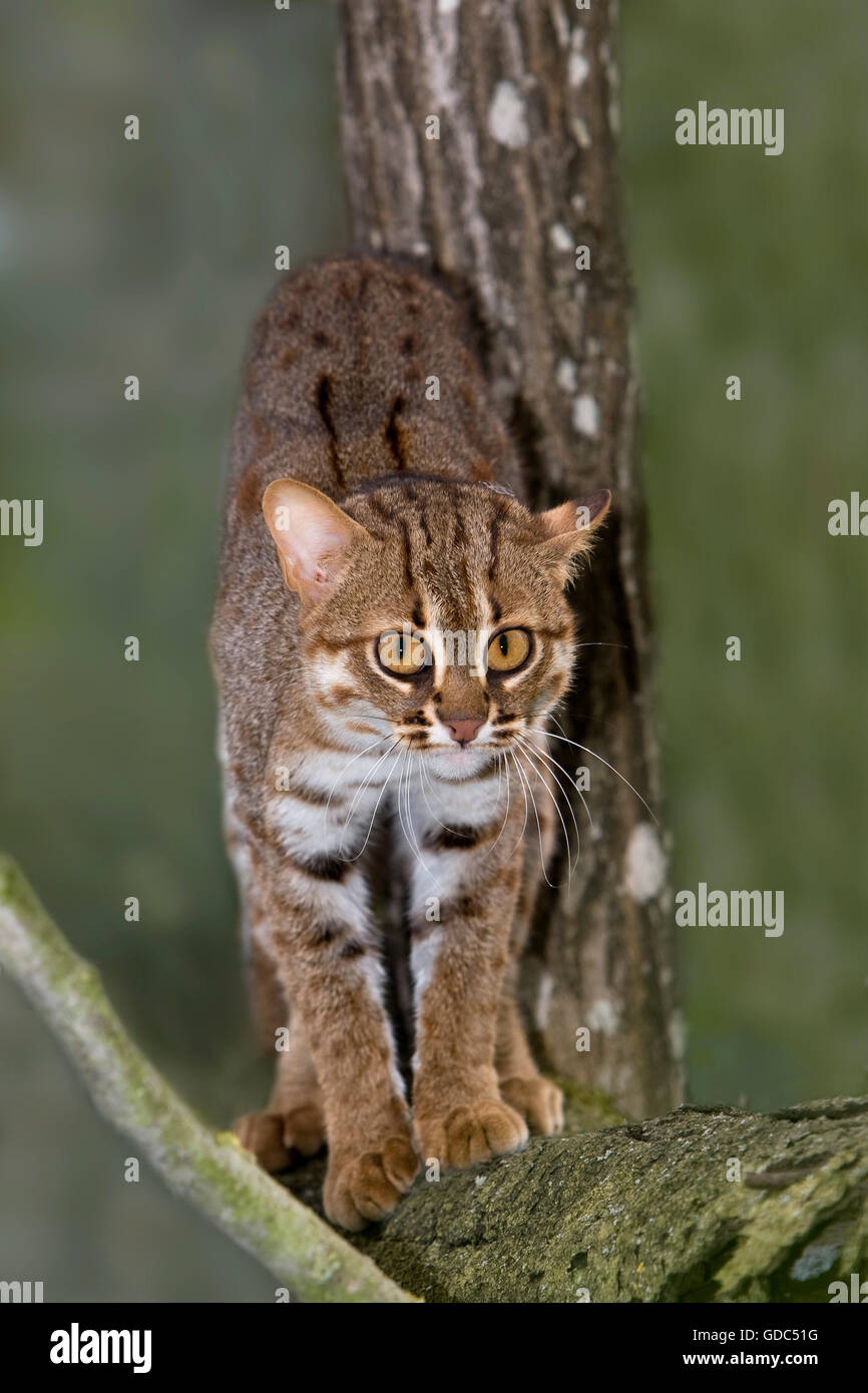 Rusty-Spotted Cat, prionailurus rubiginosus Stock Photo - Alamy