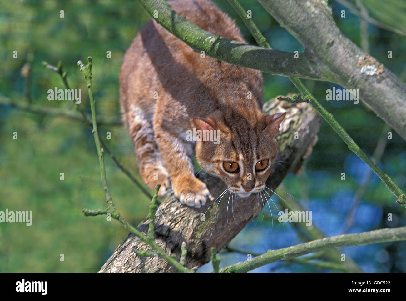 Rusty-Spotted Cat, prionailurus rubiginosus Stock Photo - Alamy