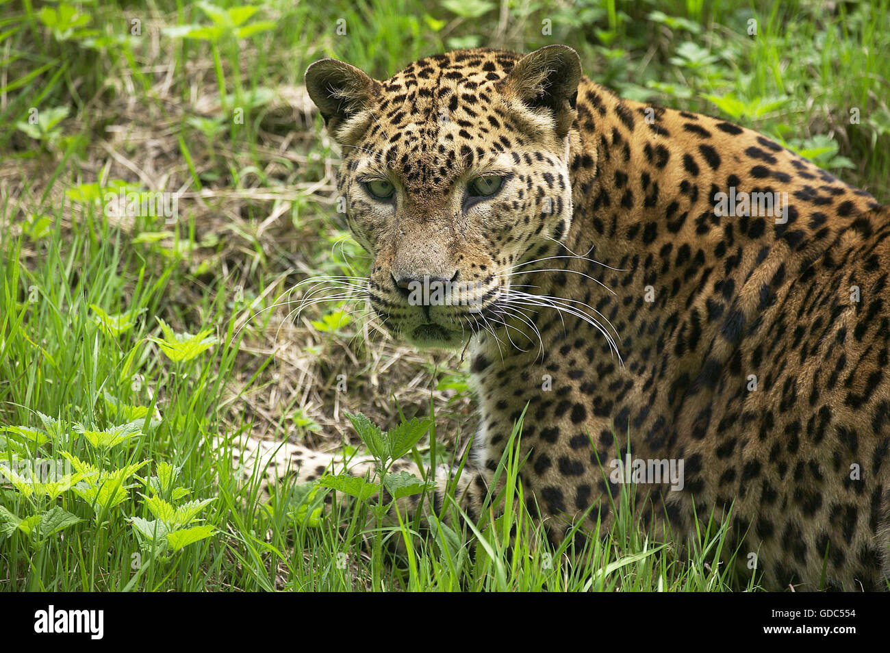 Kotiya hi-res stock photography and images - Alamy