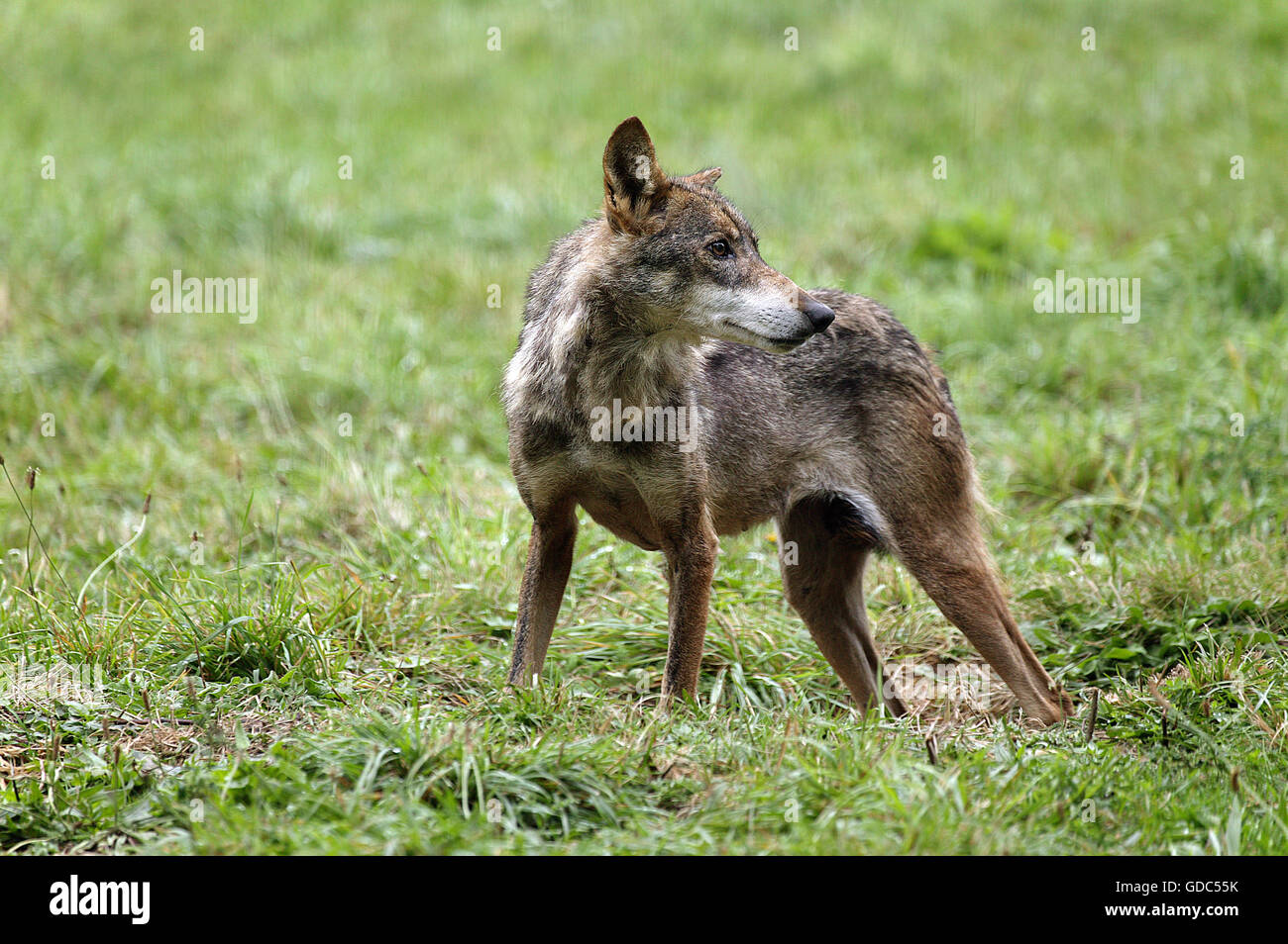 IBERIAN WOLF canis lupus signatus, ADULT ON GRASS Stock Photo - Alamy