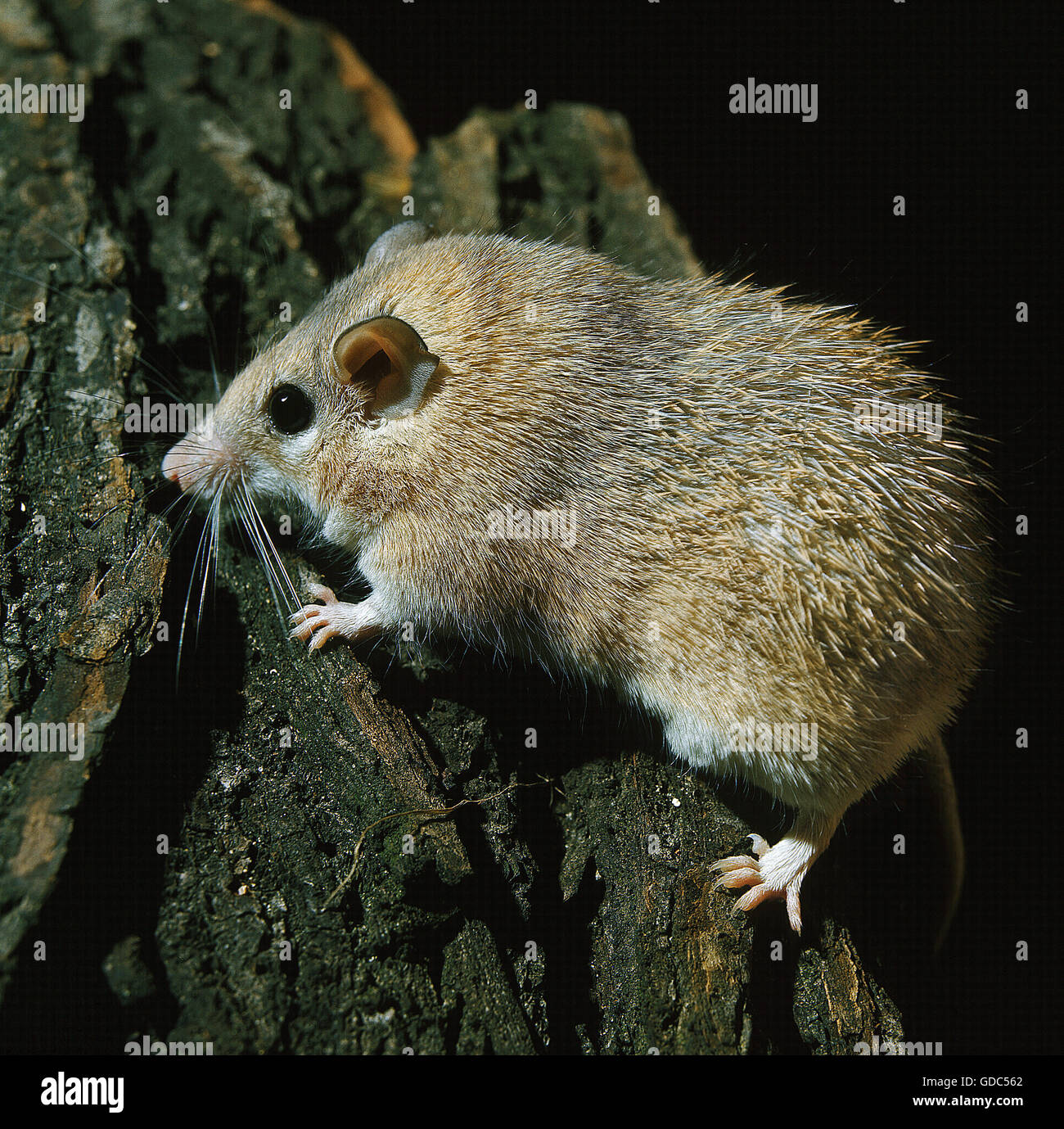 Eastern spiny mouse hi-res stock photography and images - Alamy