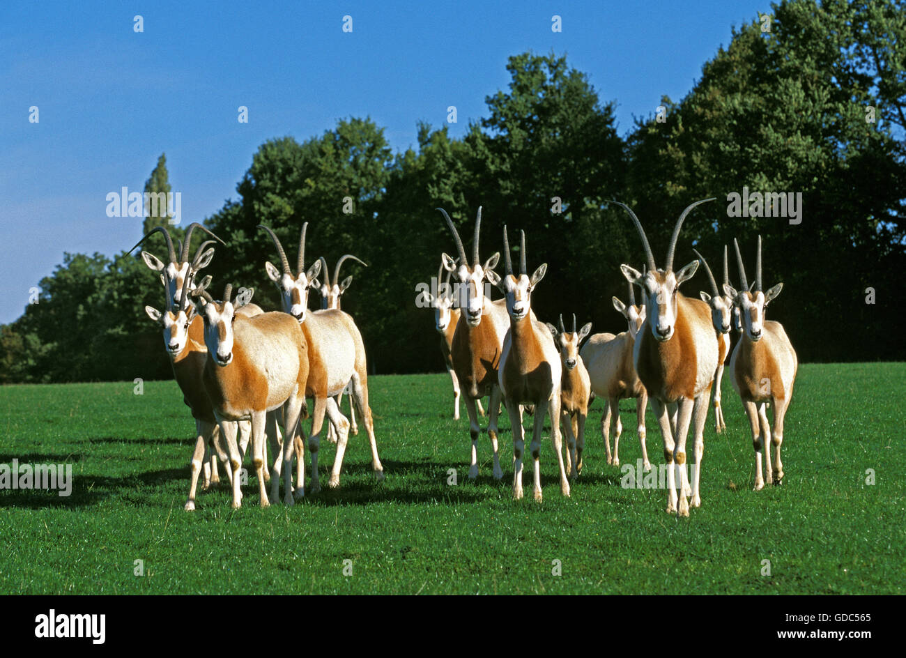 Scimitar Horned Oryx, oryx dammah, Herd, This Specy is now Extinct in ...