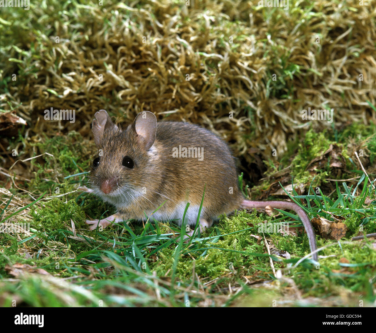 Long Tailed Field Mouse, apodemus sylvaticus, Adult on Moss Stock Photo ...