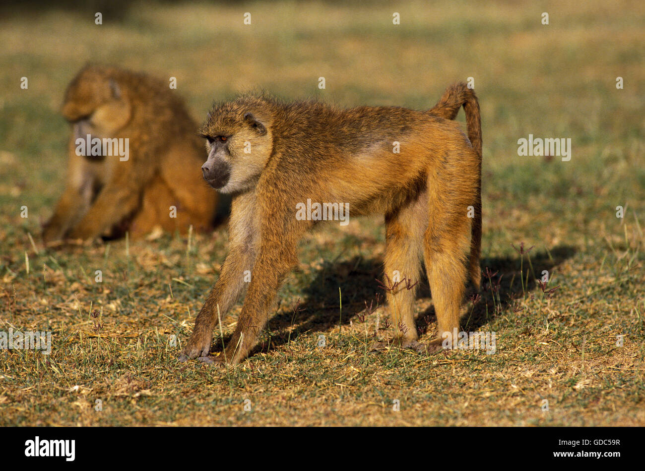Yellow baboon papio cynocephalus hi-res stock photography and images ...
