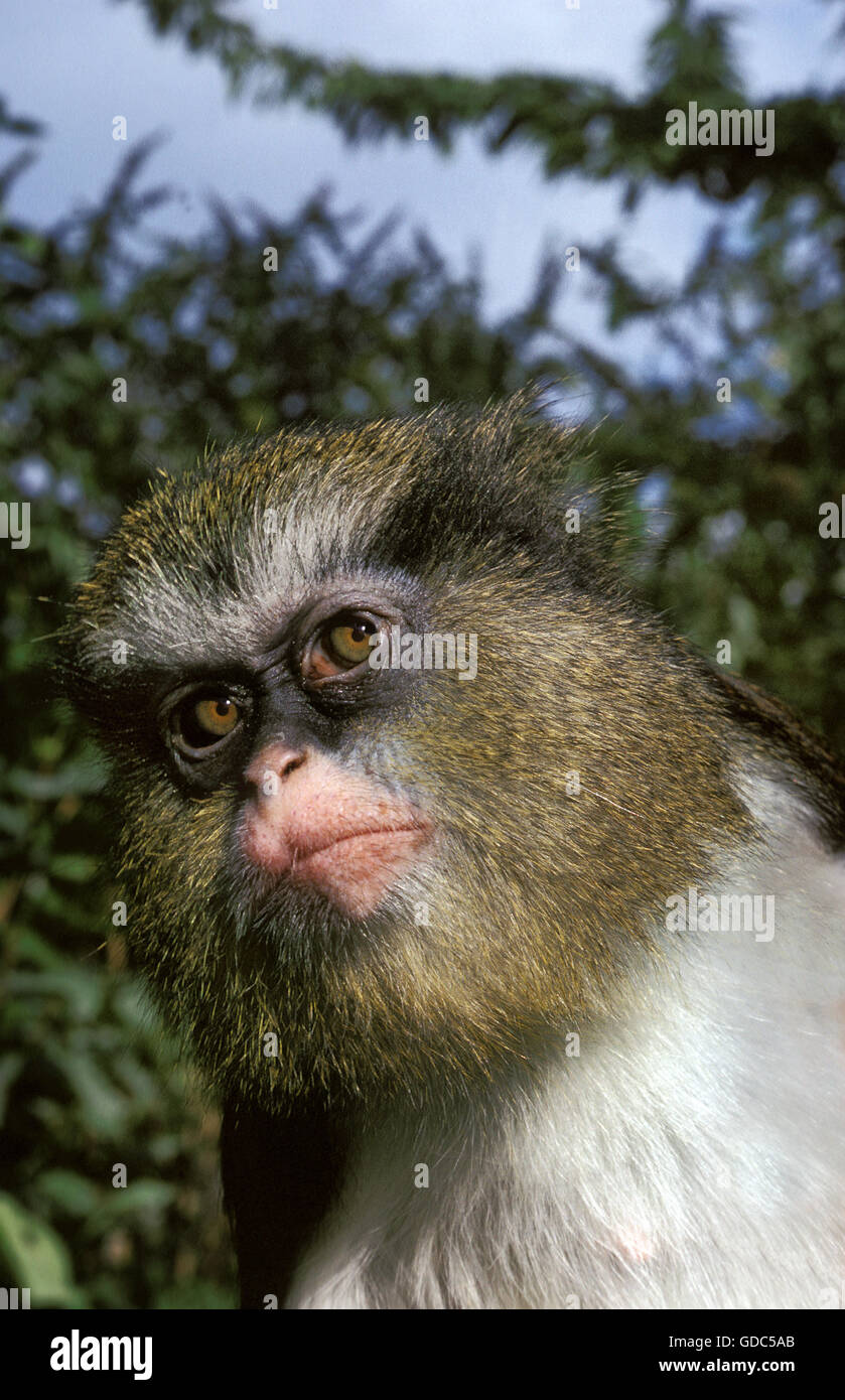 Crowned Mona Monkey, cercopithecus pogonias, Portrait of Adult Stock ...