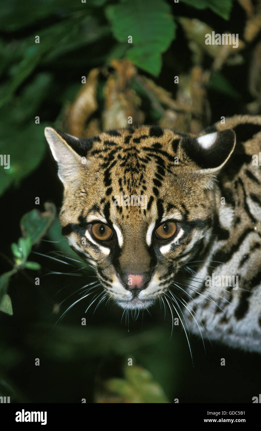 Ocelot, leopardus pardalis, Portrait of Adult Stock Photo - Alamy