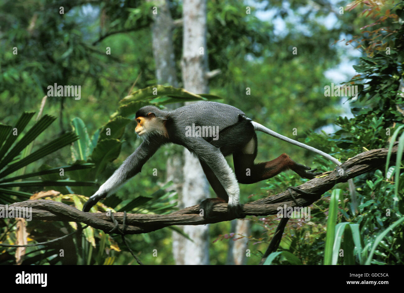 Red-Shanked Douc Monkey, pygathrix nemaeus nemaeus, Adult walking on ...
