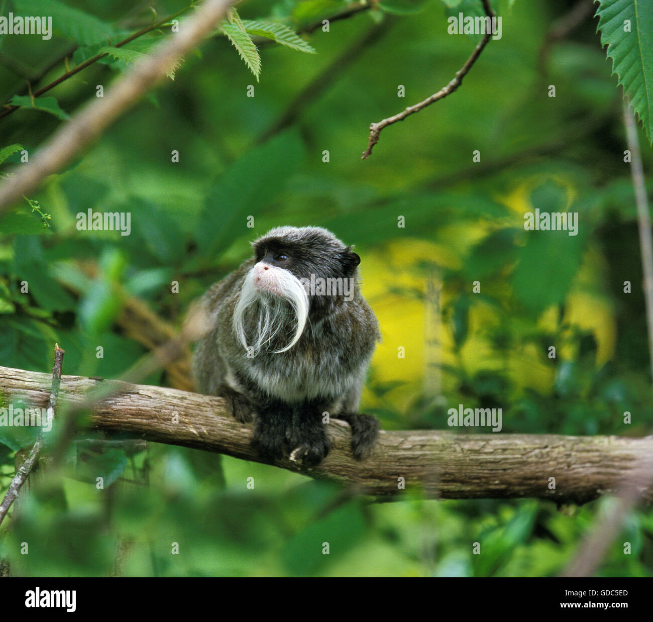 Saguinus imperator hi-res stock photography and images - Alamy