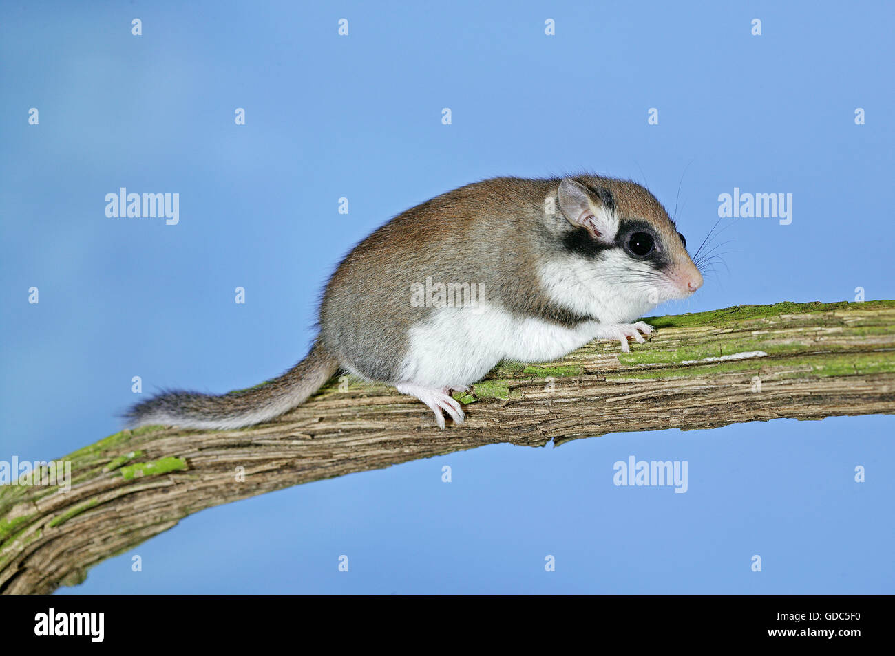 Europe eliomys quercinus hi-res stock photography and images - Alamy