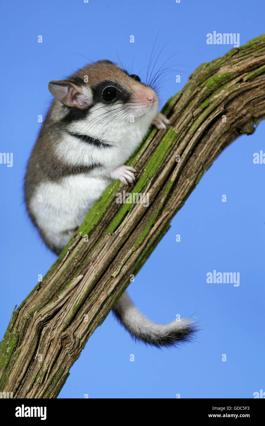 Quercinus hi-res stock photography and images - Alamy