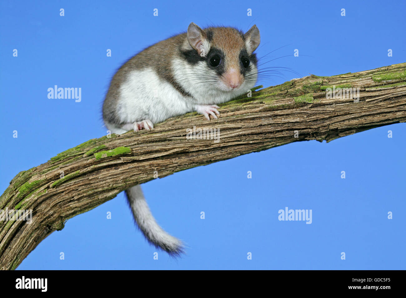 GARDEN DORMOUSE eliomys quercinus, ADULT ON BRANCH, NORMANDY IN FRANCE ...