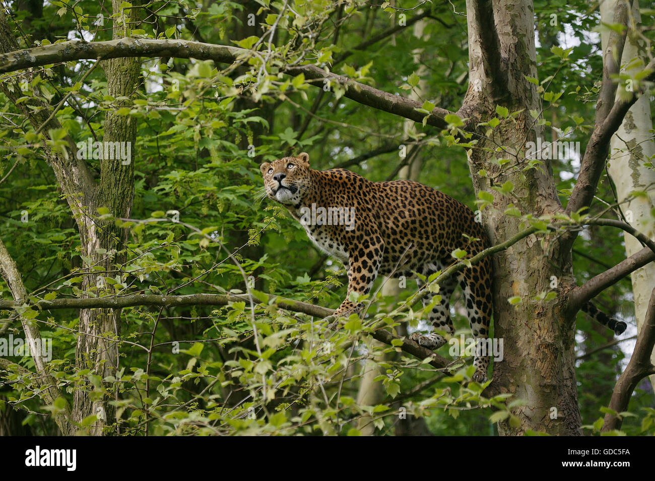 Leopard panthera pardus looking out in the tree hi-res stock ...