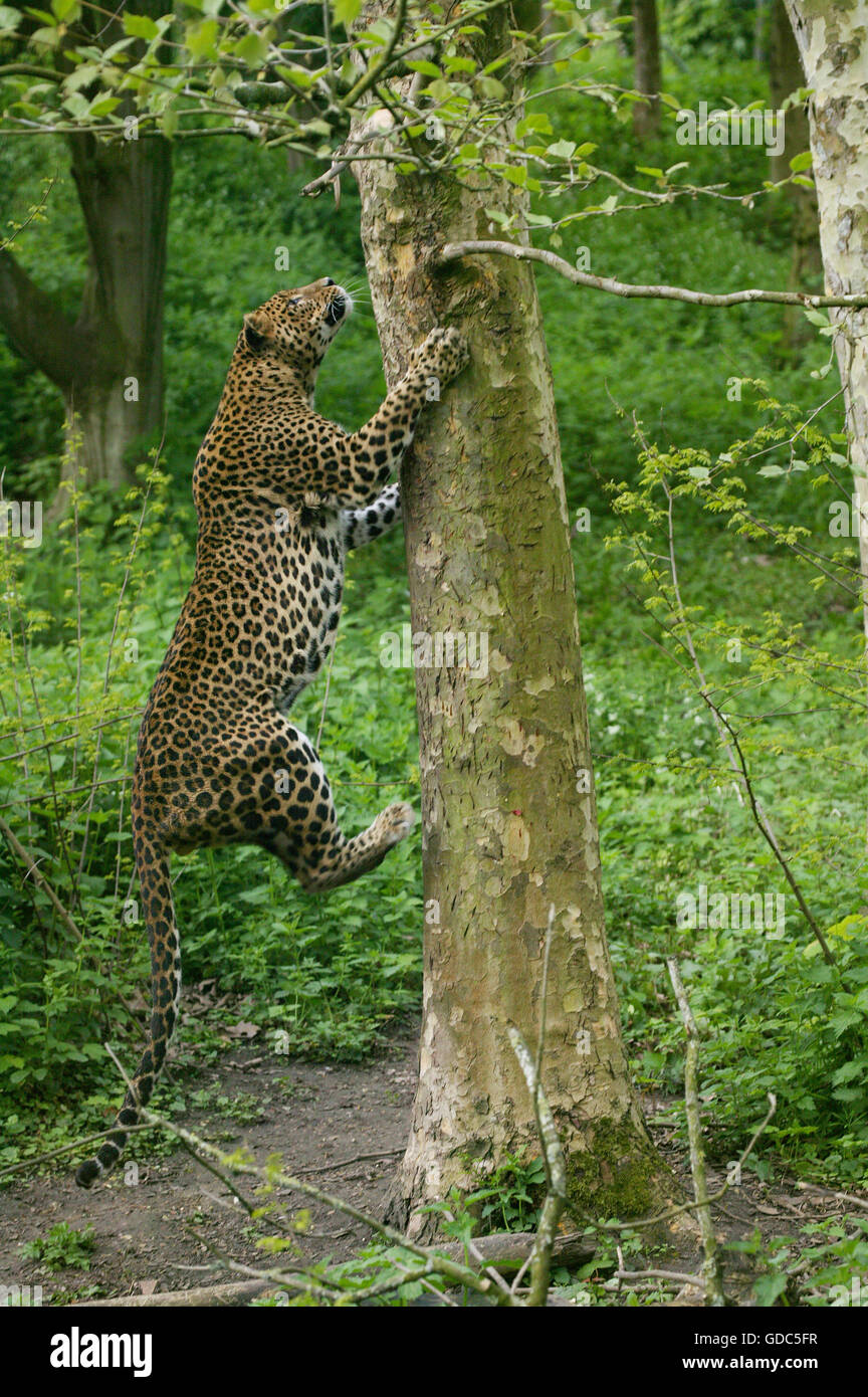 Animals climbing leopard climbing leopards hi-res stock photography and ...