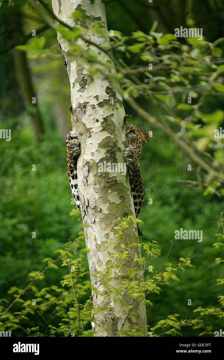 SRI LANKAN LEOPARD panthera pardus kotiya, ADULT CLIMBING TREE TRUNK ...
