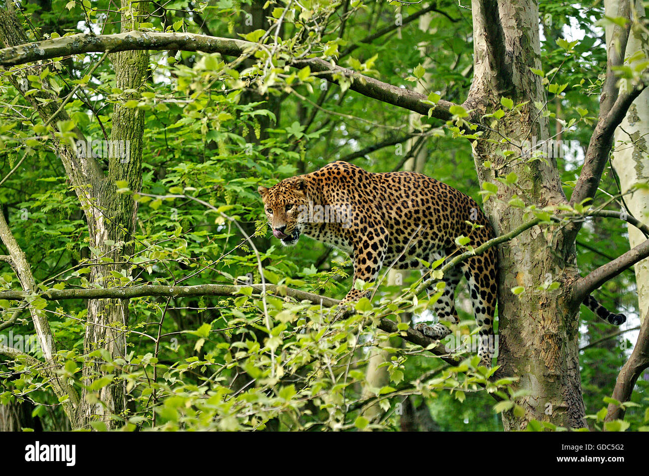 Kotiya hi-res stock photography and images - Alamy