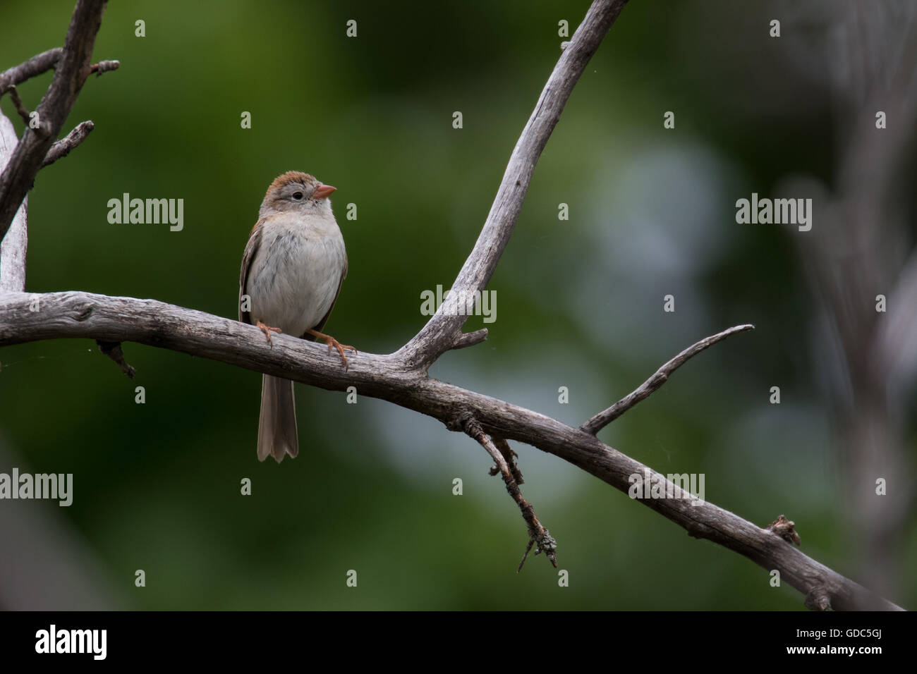 Field sparrow hi-res stock photography and images - Alamy