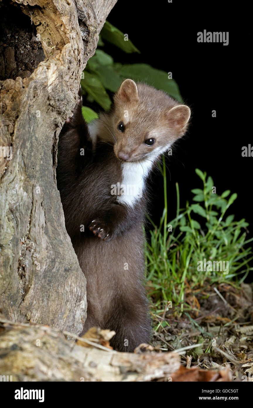 Stone Marten or Beech Marten, martes foina, Young playing on Stump ...