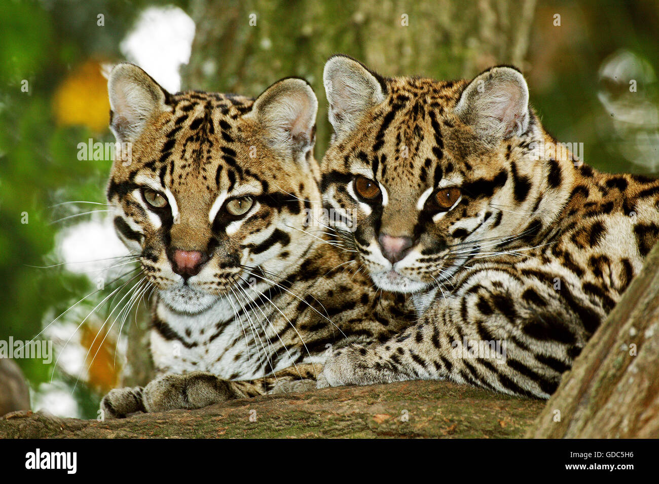 OCELOT leopardus pardalis, PAIR OF ADULTS LAYING DOWN ON BRANCH Stock ...