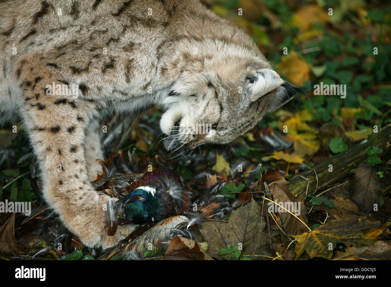 European Lynx, felis lynx eating a Pheasant Stock Photo - Alamy