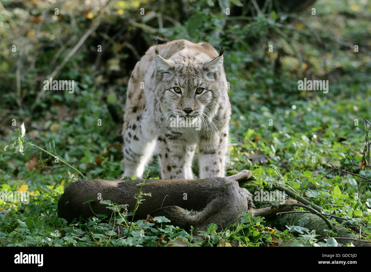 European Lynx, felis lynx with a Kill, a Roe Deer Stock Photo - Alamy