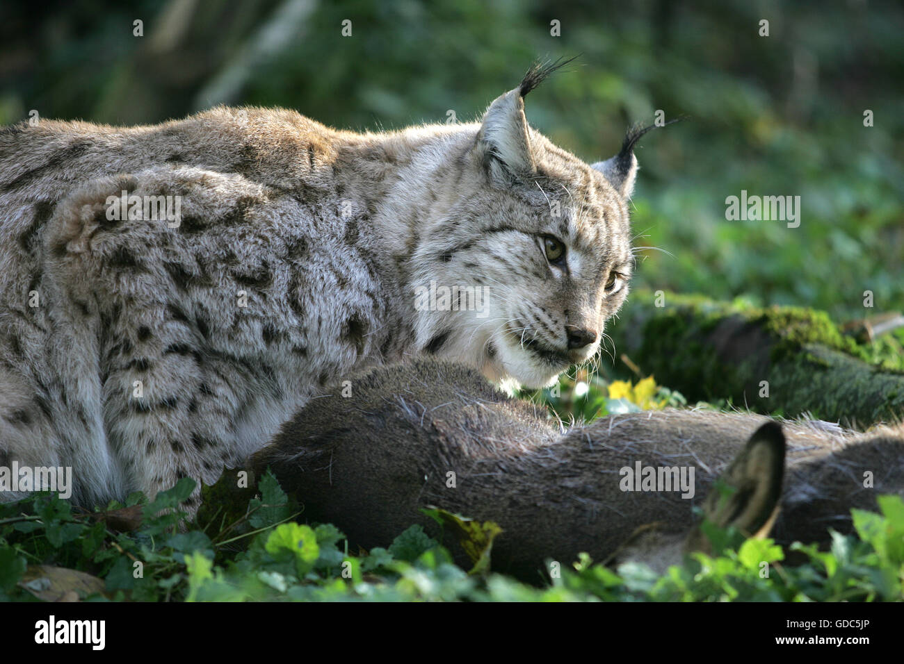 European Lynx, felis lynx with a Kill, a Roe Deer Stock Photo - Alamy