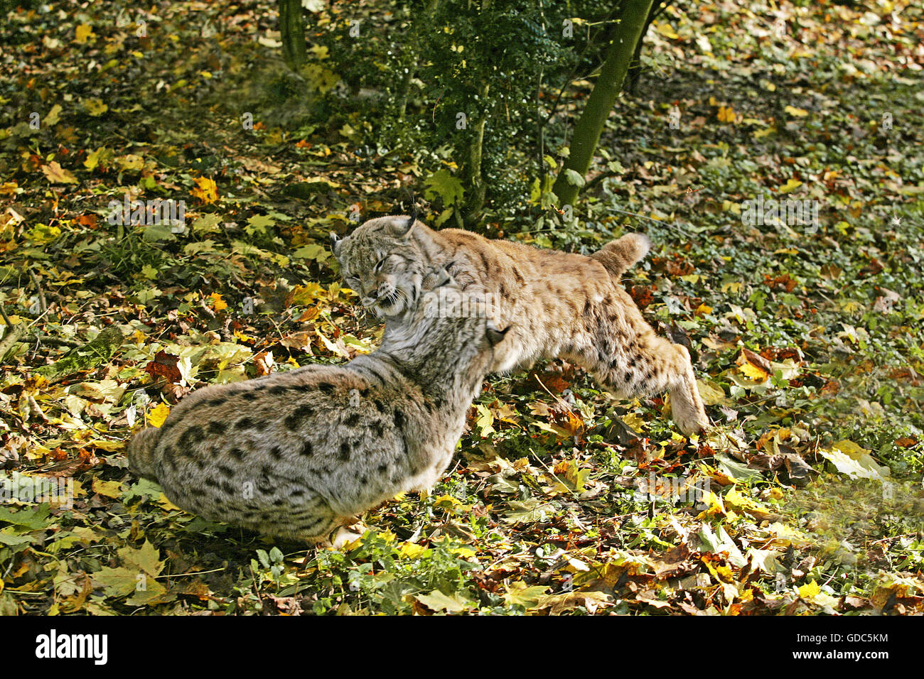 European Lynx, felis lynx, Adults Fighting Stock Photo - Alamy